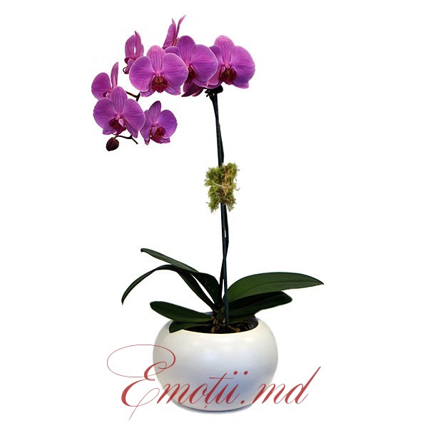 Orhidee Violet 1 Crenguță